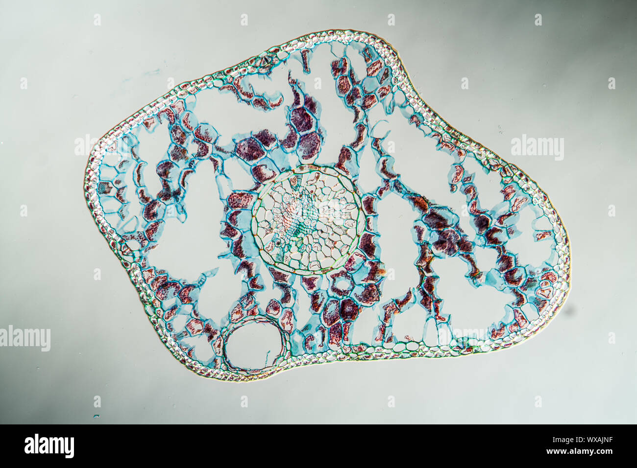 Blue fir needle in cross section 100x Stock Photo - Alamy