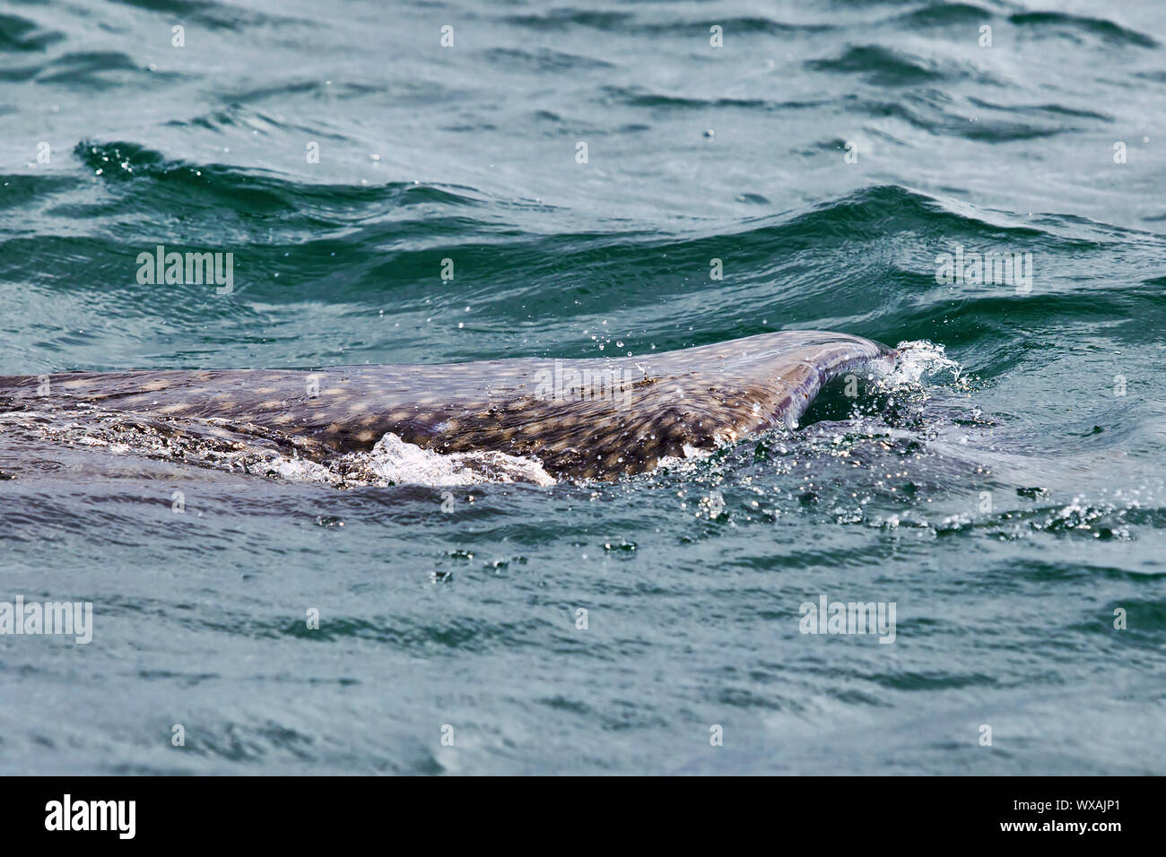Whale Shark in low visibility water full of plankton Stock Photo - Alamy