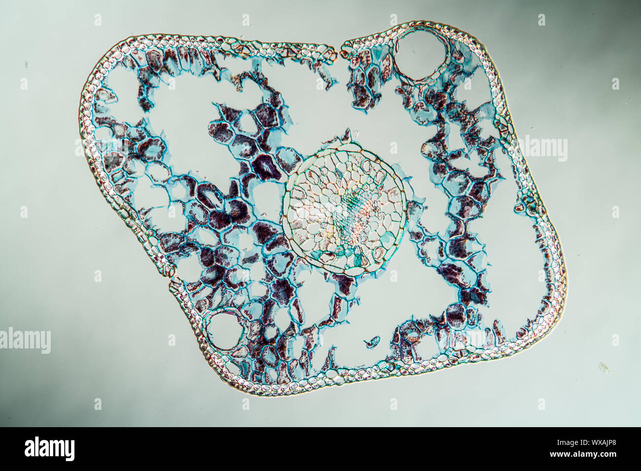 Pine needle cross section hi-res stock photography and images - Alamy