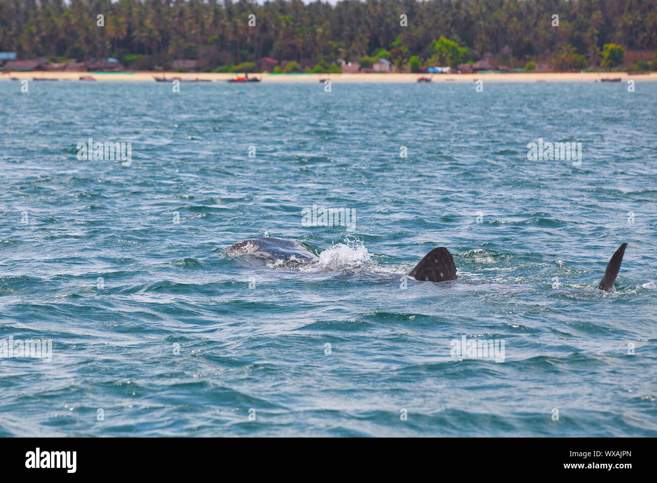 Whale Shark at the surface with a beach in the background Stock Photo ...