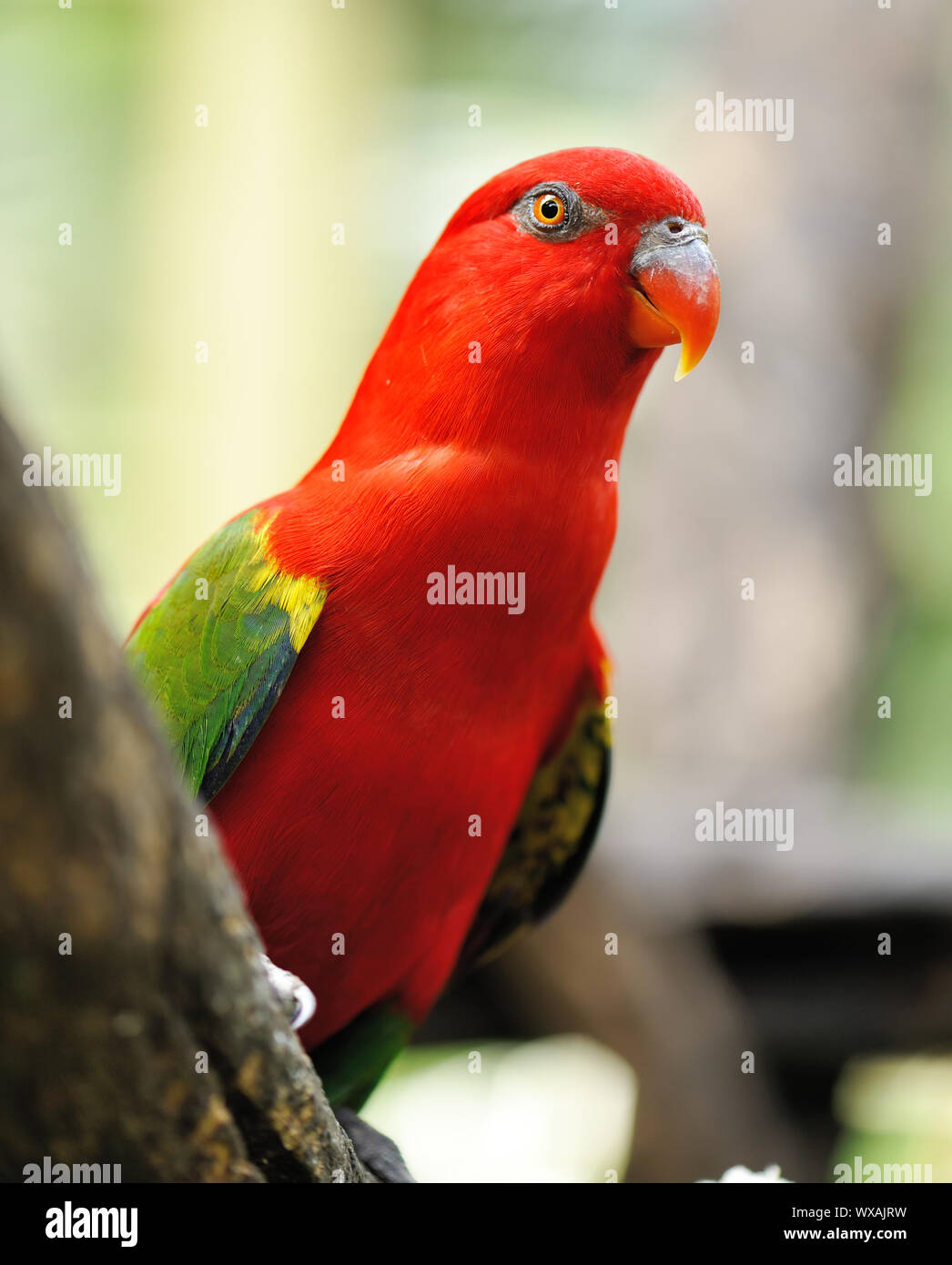 Beautiful red parrot bird close up Stock Photo - Alamy