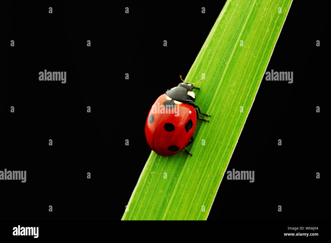 ladybug on grass isolated black background Stock Photo - Alamy