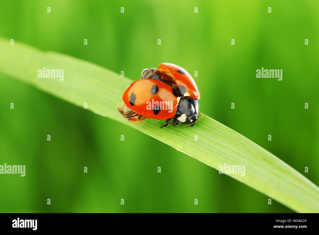 ladybug on grass green on background Stock Photo - Alamy