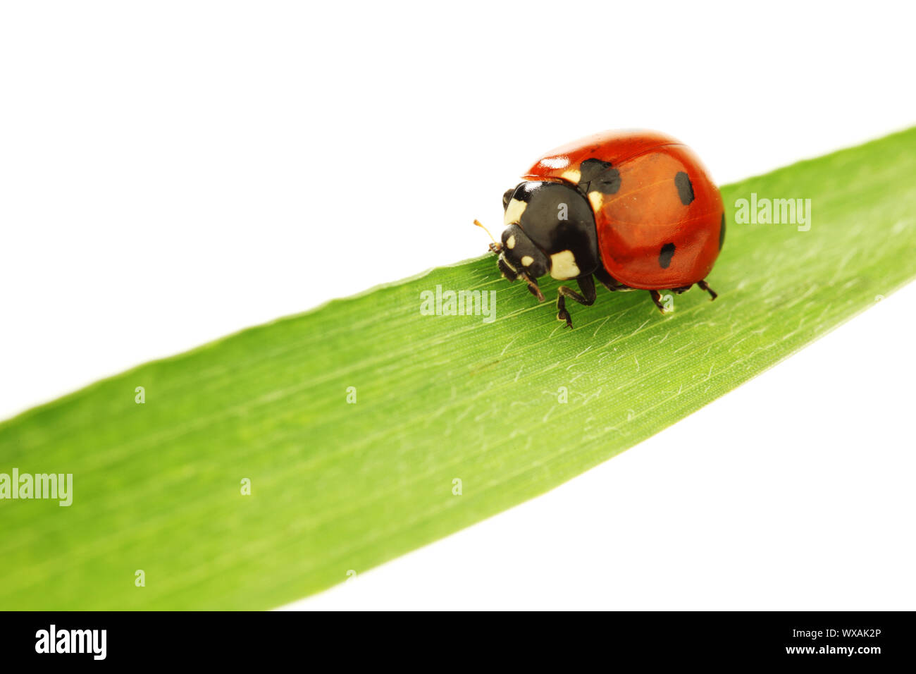 ladybug on green grass isolated white background Stock Photo - Alamy