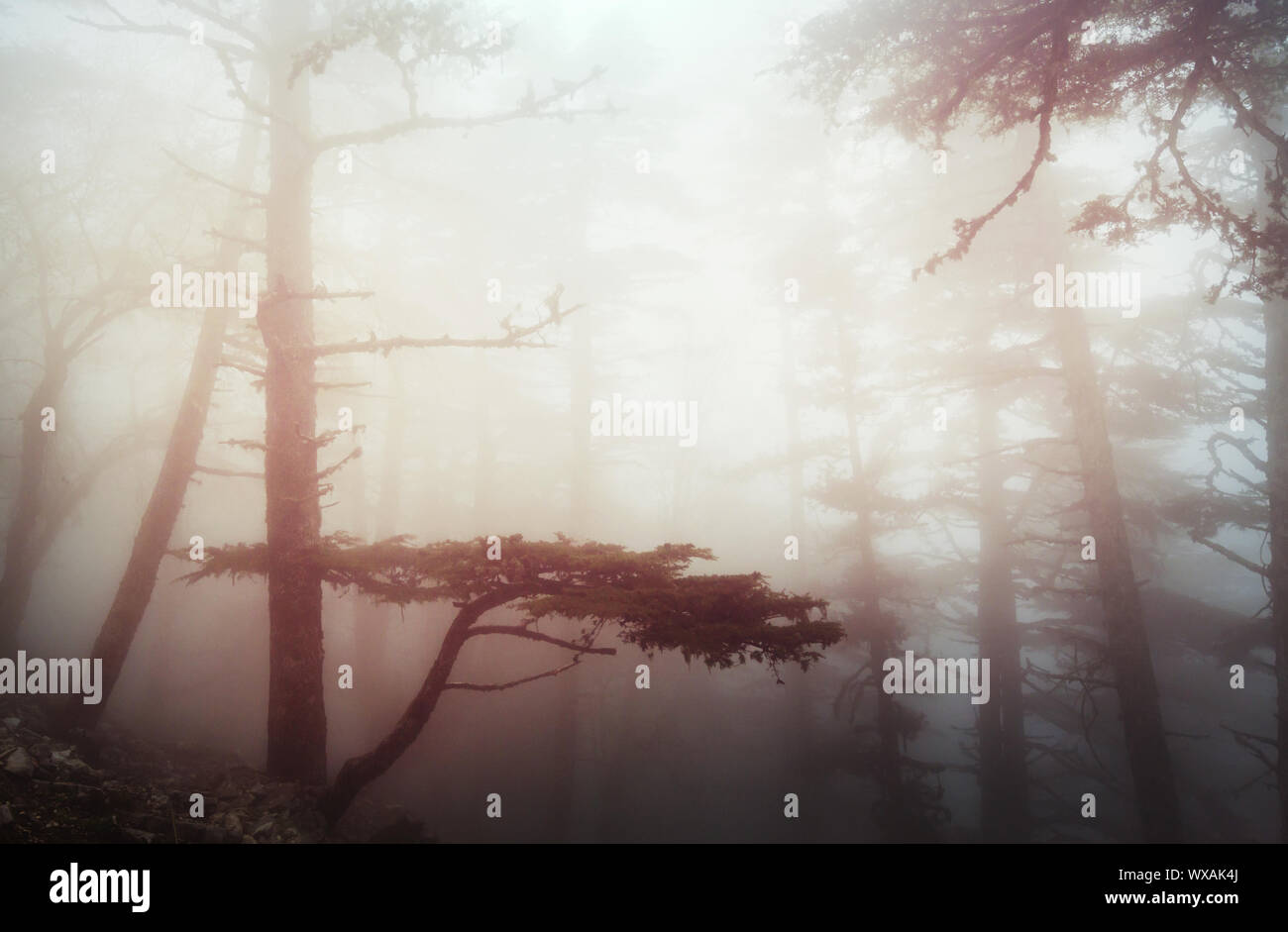 Fog border hi-res stock photography and images - Alamy
