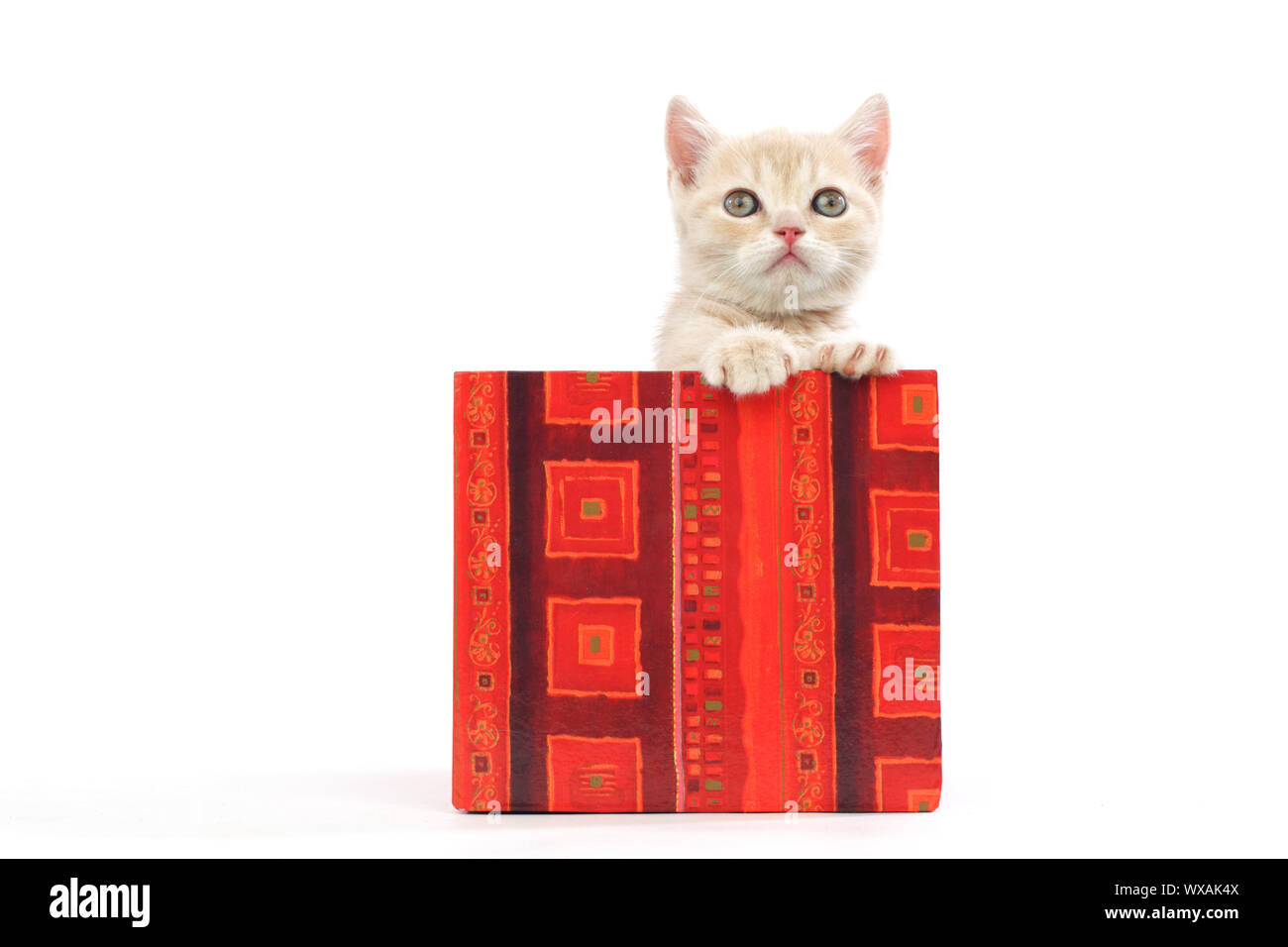 cat in gift box isolated on white background Stock Photo - Alamy