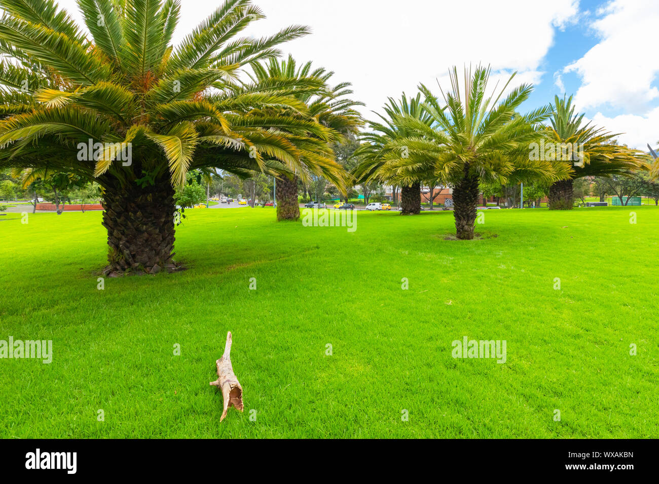 Botanical Gardens Bogota High Resolution Stock Photography and Images ...