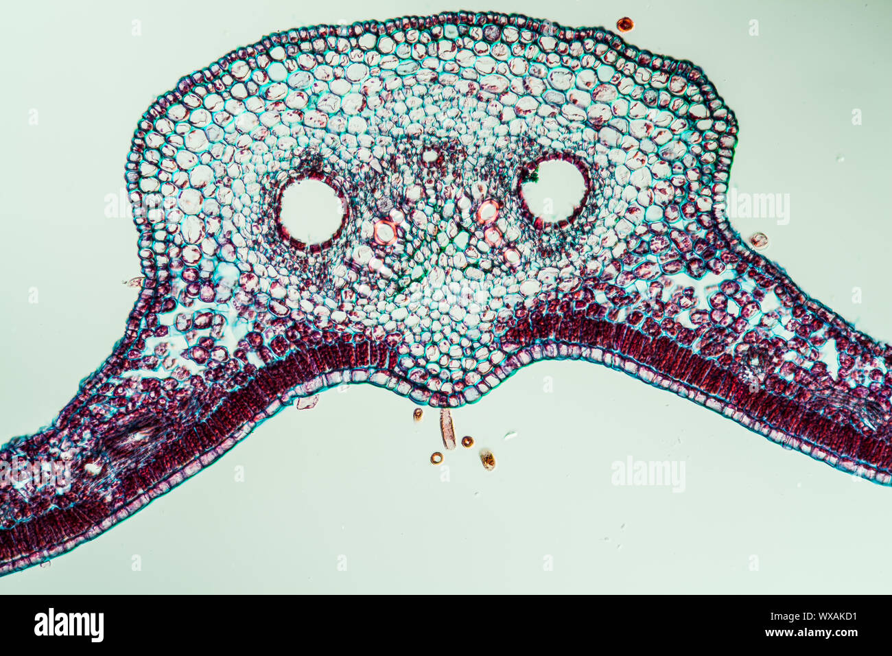 Poison ivy leaf cross section 100x Stock Photo - Alamy