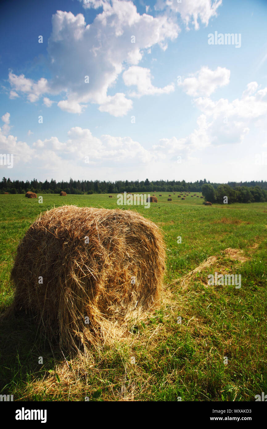 hay on field under blue sky Stock Photo - Alamy