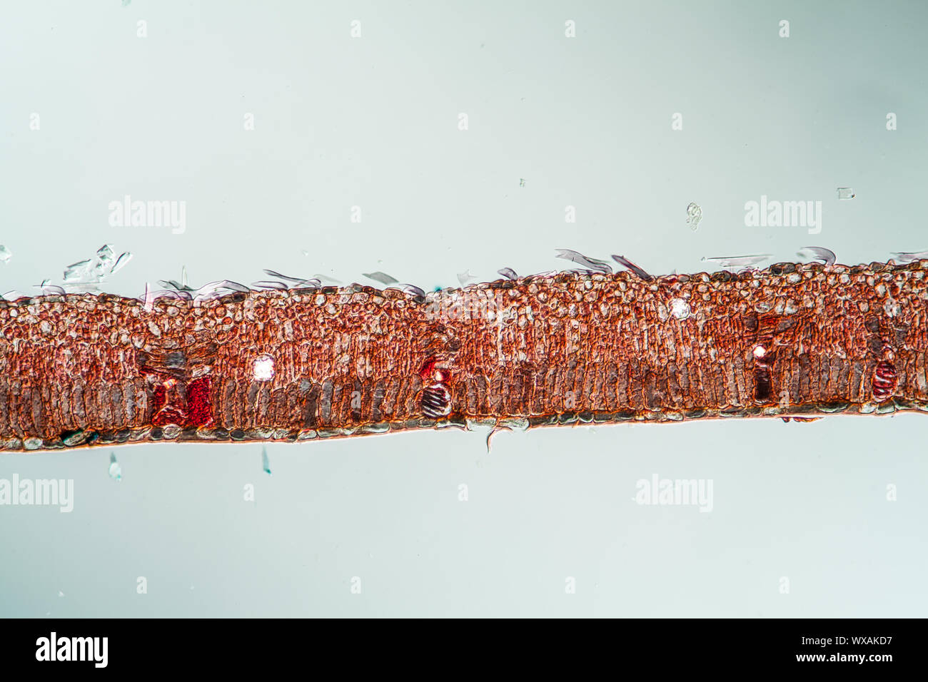 Weeping willow leaf cross section 100x Stock Photo - Alamy