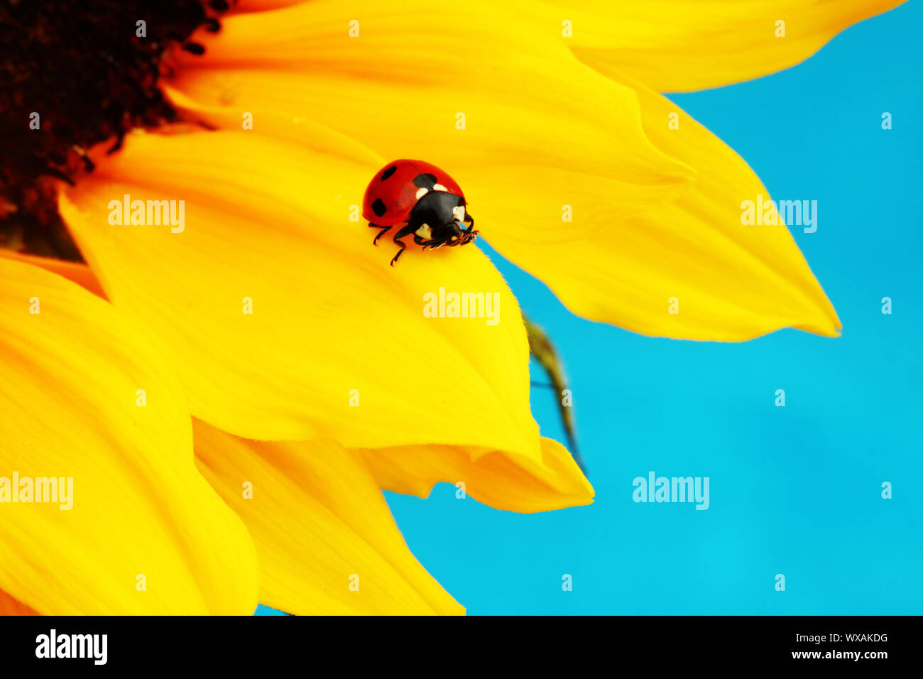 ladybug on sunflower blue background Stock Photo - Alamy