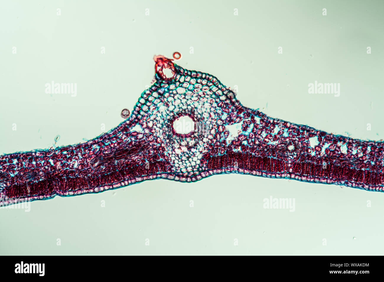 Poison ivy poison hi-res stock photography and images - Alamy