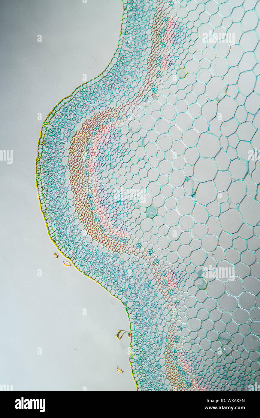 Stems Cross Section High Resolution Stock Photography and Images - Alamy