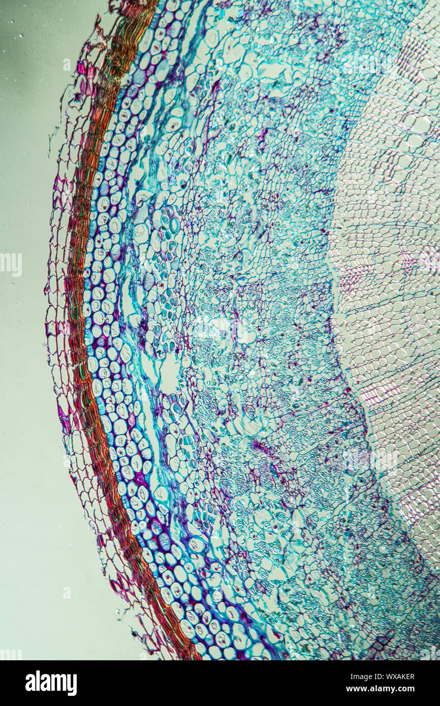 Daphne branch in cross section 100x Stock Photo - Alamy