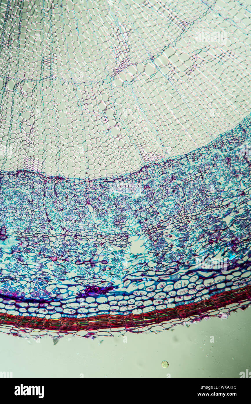 Daphne branch in cross section 100x Stock Photo - Alamy
