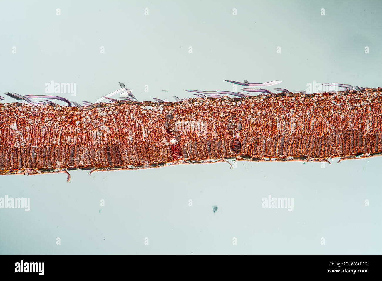 Weeping willow leaf cross section 100x Stock Photo - Alamy
