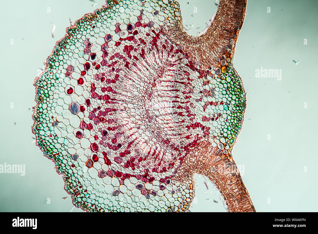 Weeping willow leaf cross section 100x Stock Photo - Alamy