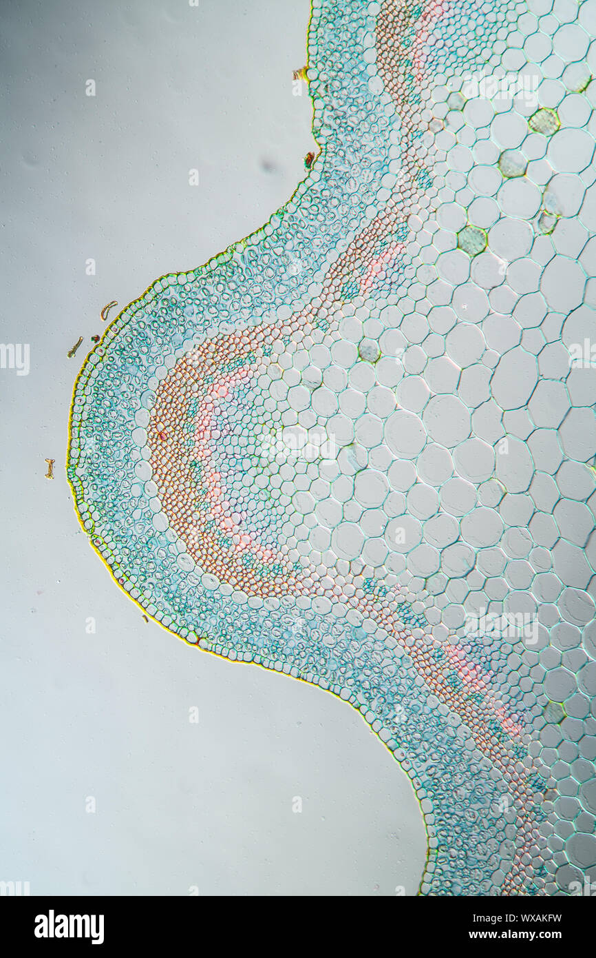 Plantain stems cross section 100x Stock Photo - Alamy