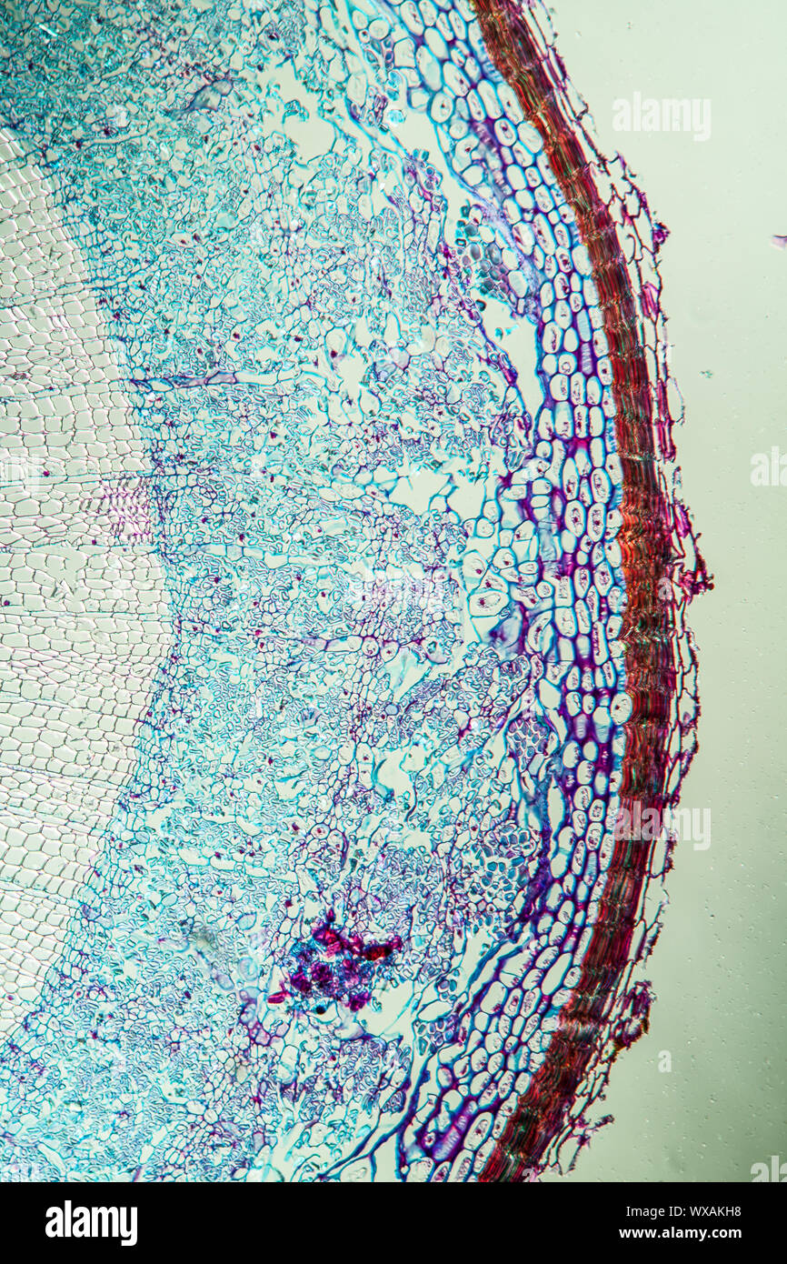 Daphne branch in cross section 100x Stock Photo - Alamy