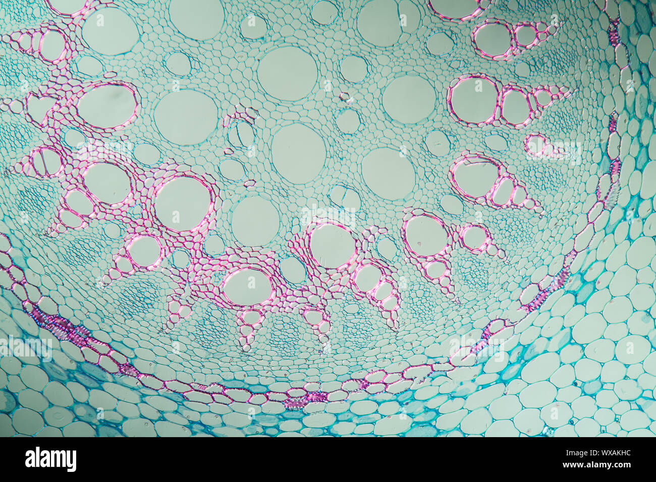 Philodendron aerial root in cross section 100x Stock Photo - Alamy