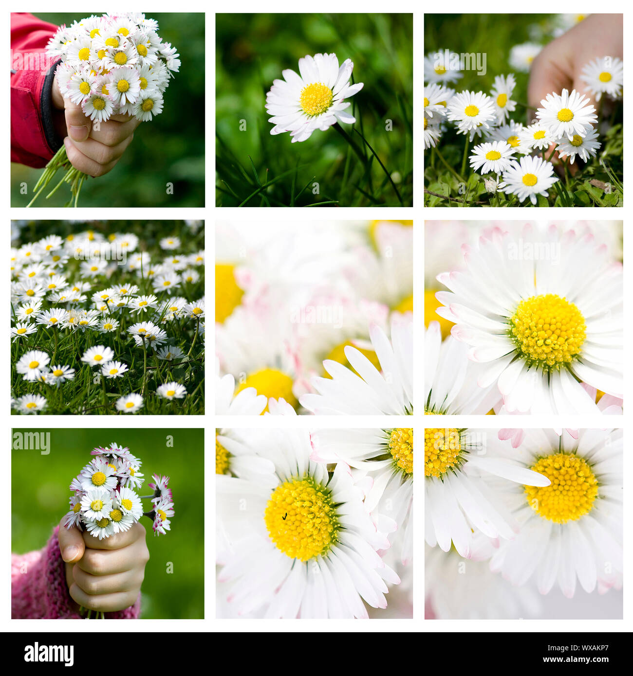 Collection of daisies - spring collage Stock Photo - Alamy
