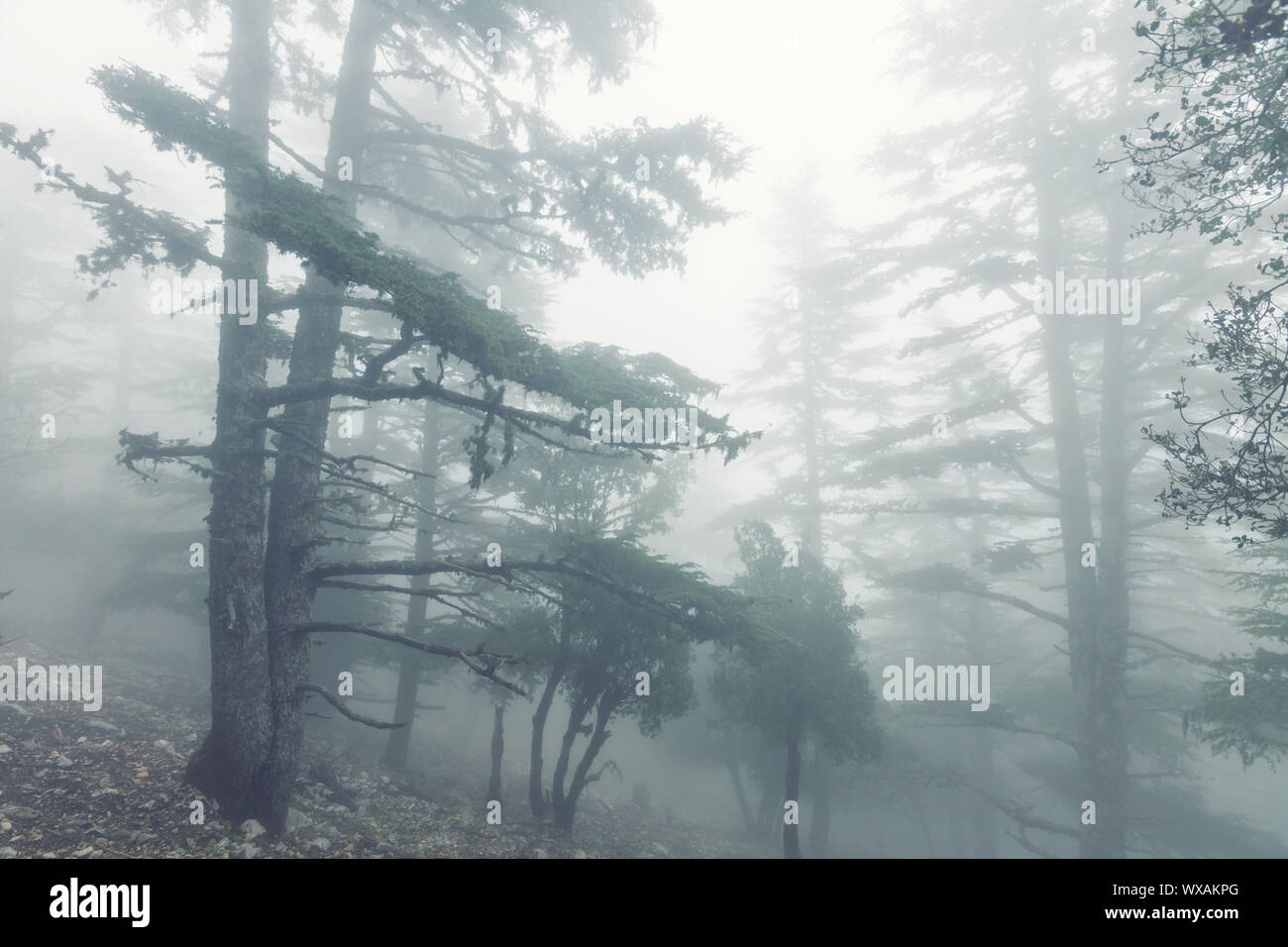 Fog in the forest Stock Photo - Alamy
