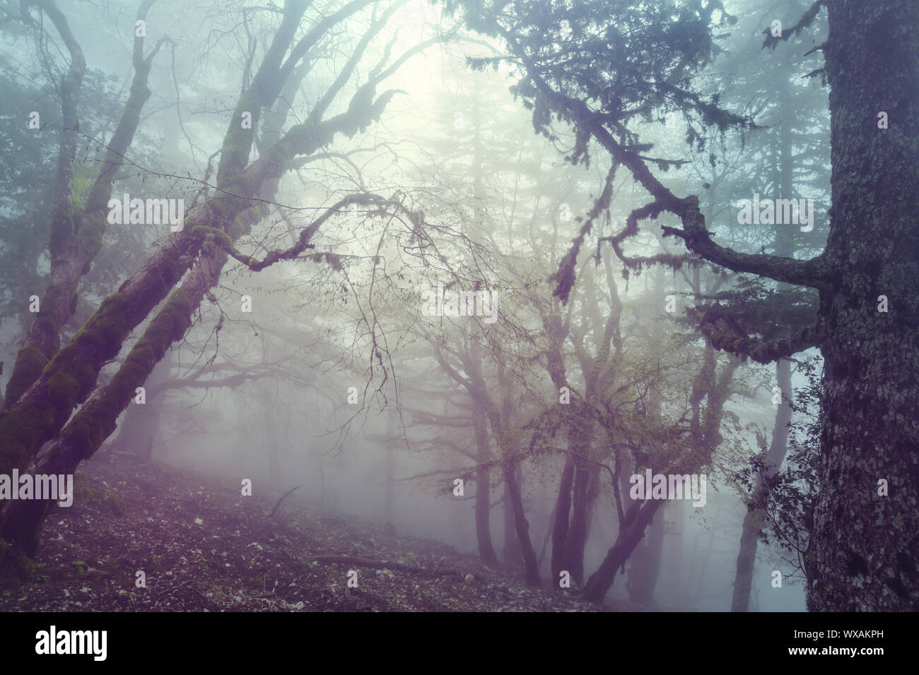 Fog in the forest Stock Photo - Alamy