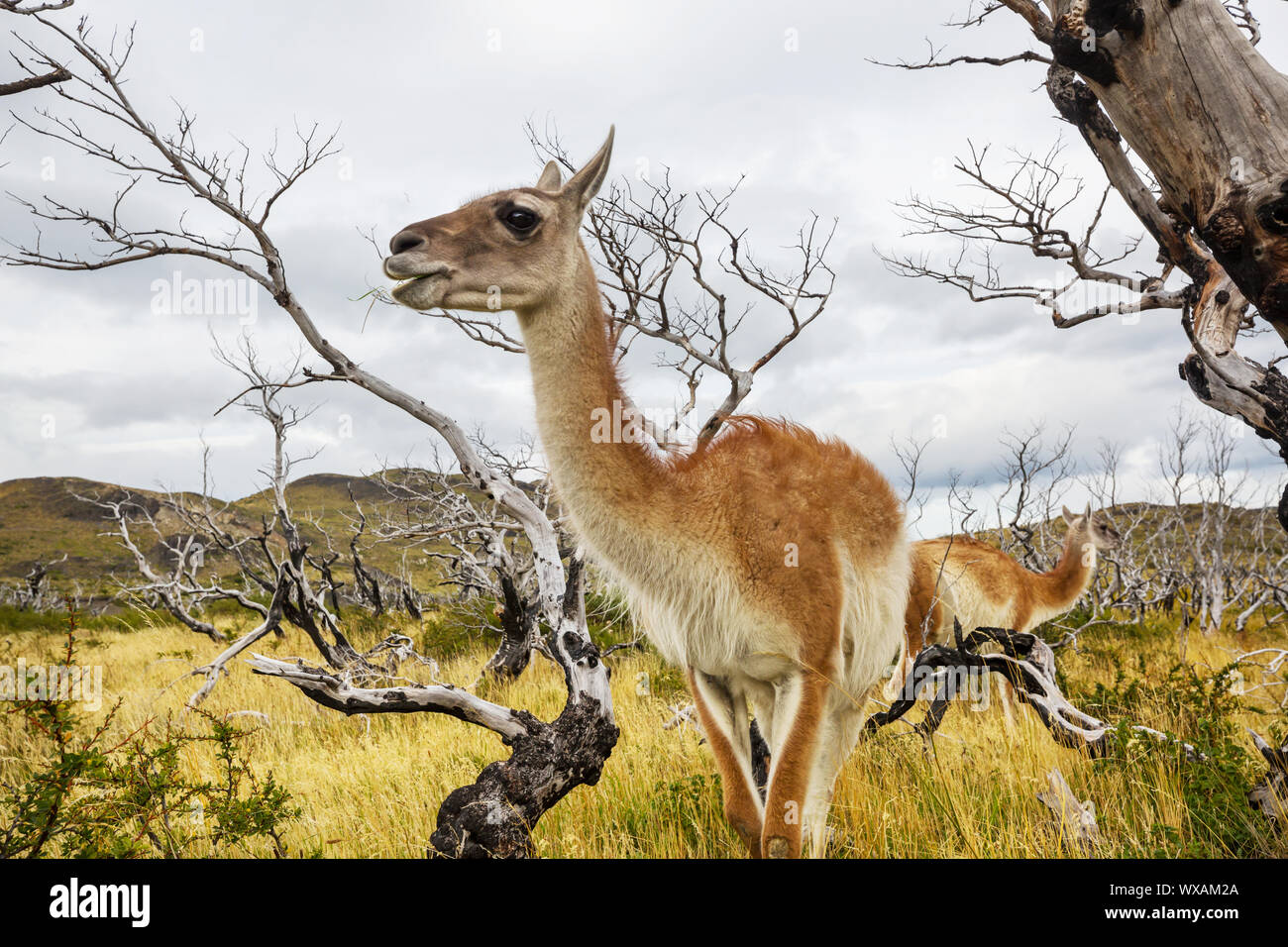 Guanaco patagonia sunrise hi-res stock photography and images - Alamy