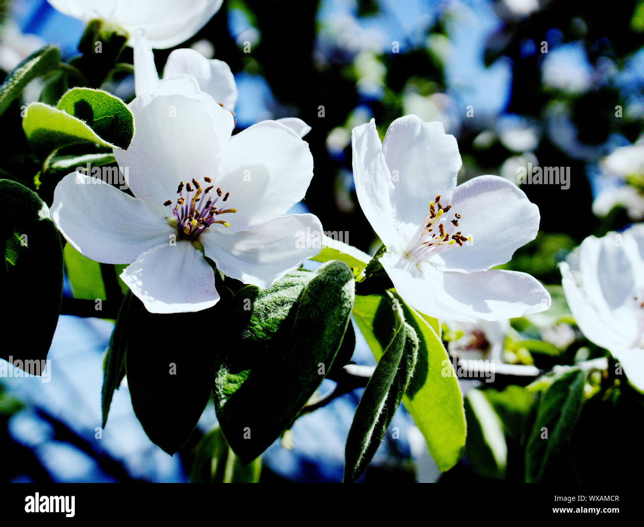 Quinc hi-res stock photography and images - Alamy