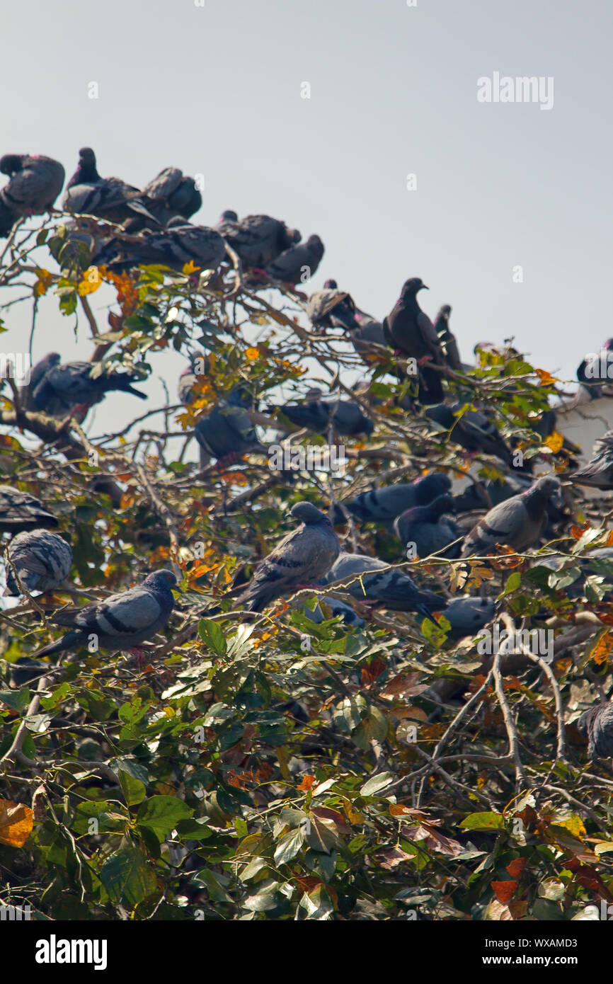 Ornamental pigeons hi-res stock photography and images - Alamy