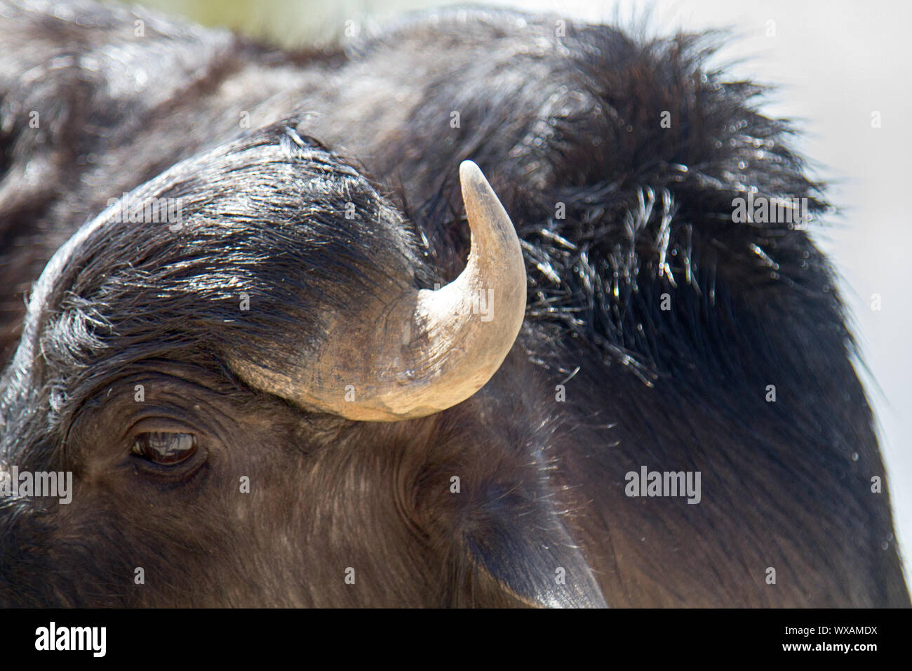 Indian water Buffalo young, portrait Stock Photo - Alamy