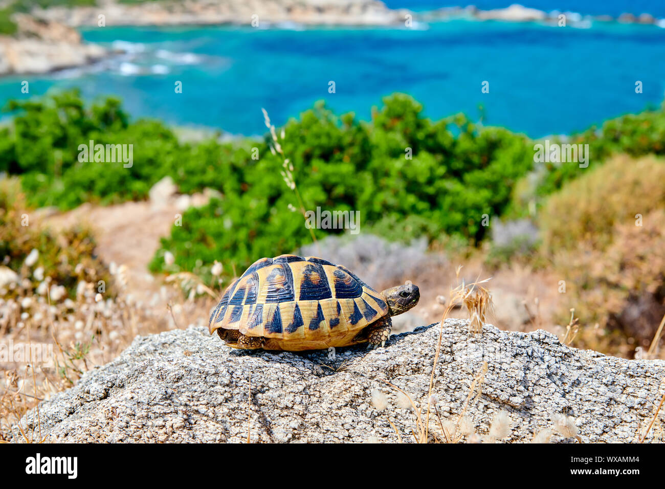Eastern box turtle on rock Stock Photo - Alamy