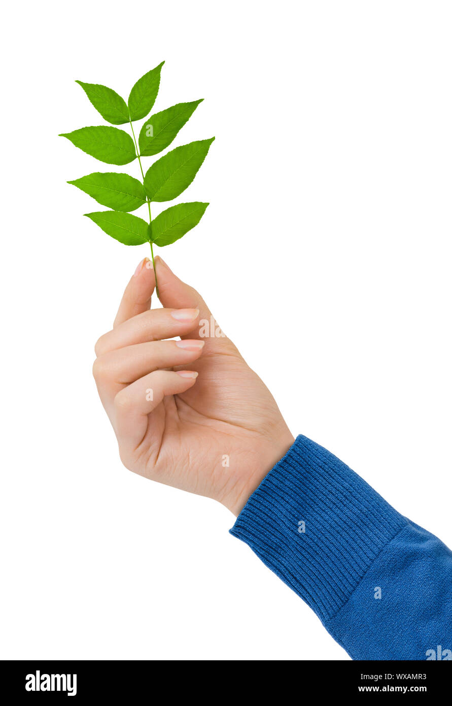 Hand with plant Stock Photo - Alamy