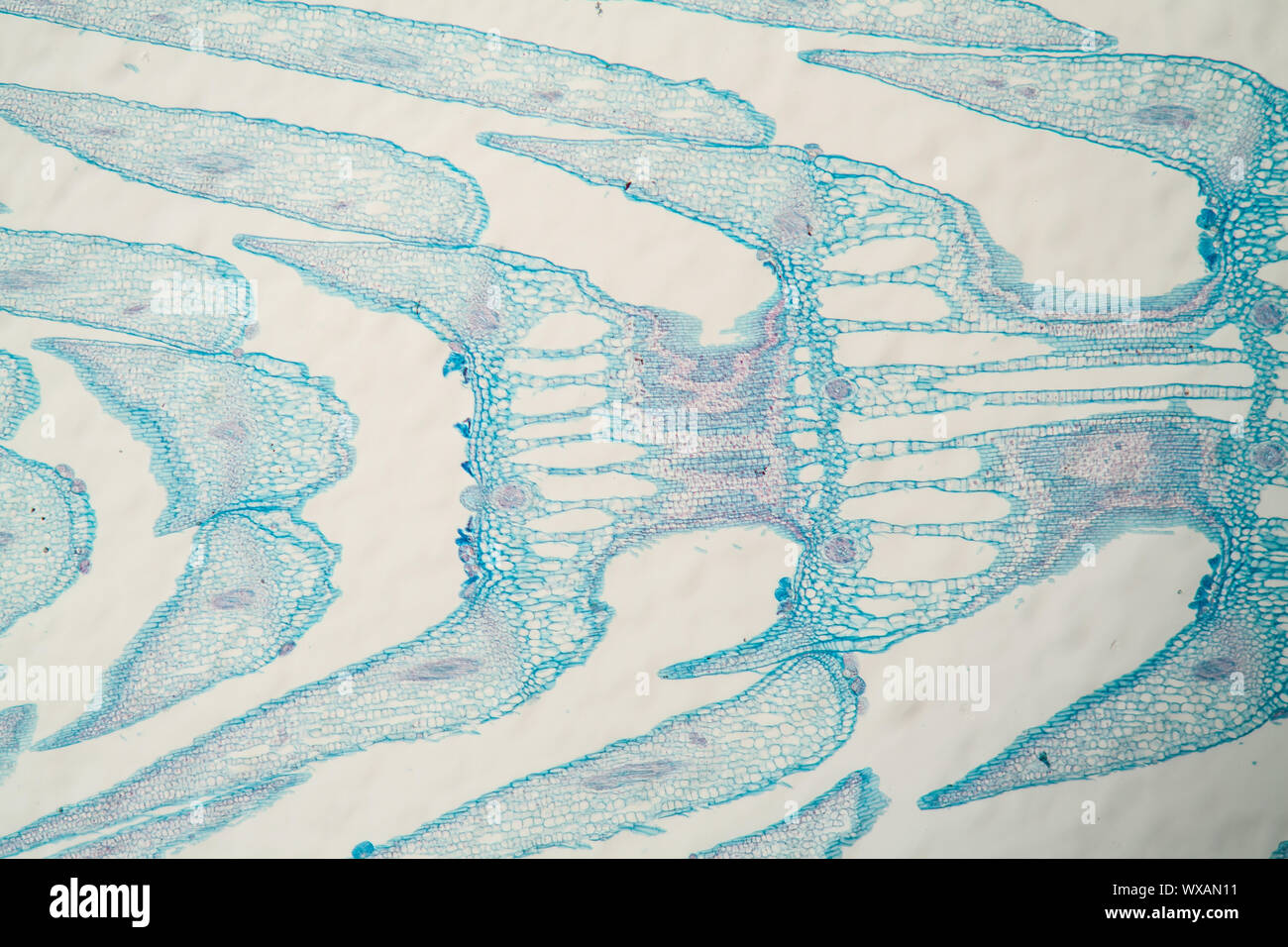 Plant shoot tip microscope hi-res stock photography and images - Alamy