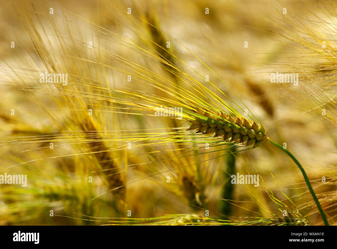 Yellow grain ready for harvest growing in a farm field Stock Photo - Alamy