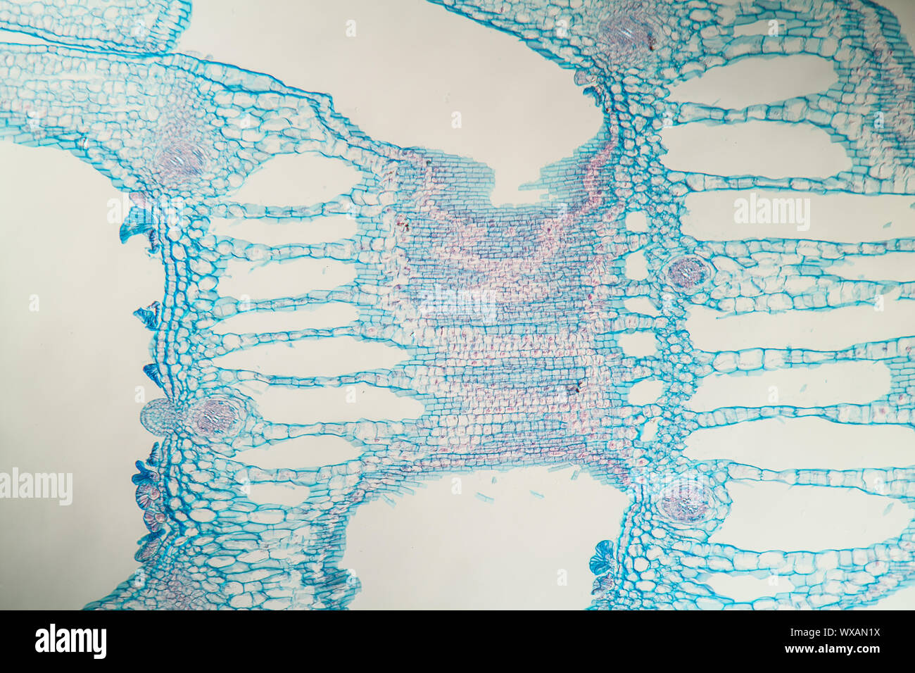 Plant shoot tip microscope hi-res stock photography and images - Alamy