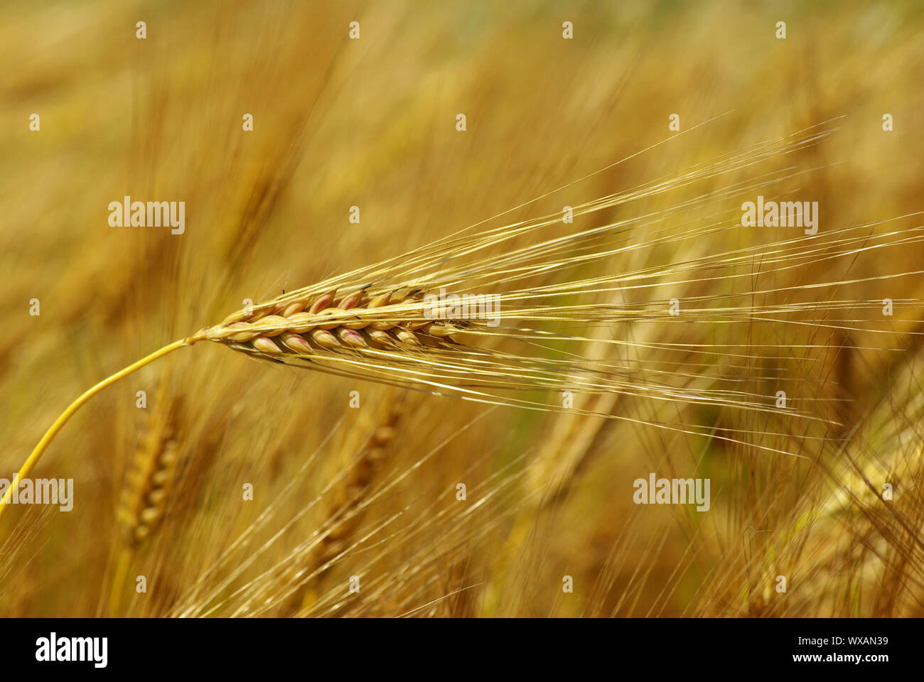 Yellow grain ready for harvest growing in a farm field Stock Photo - Alamy