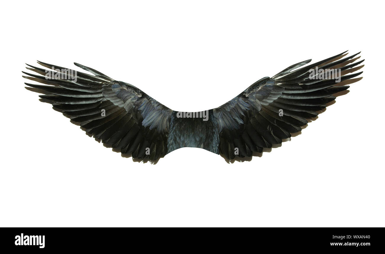 Pair of wings isolated on white Stock Photo - Alamy