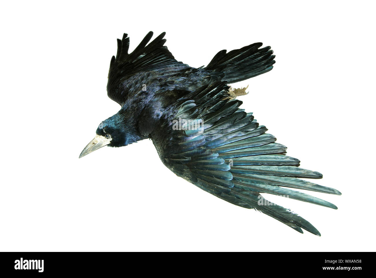 crow isolated on a white background Stock Photo - Alamy