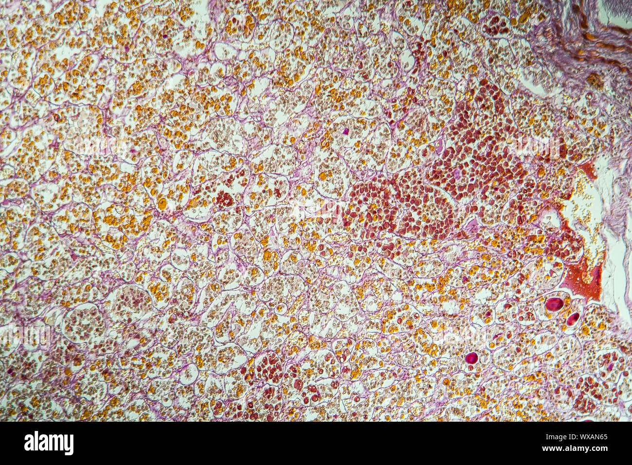 Pituitary tissue section under the microscope 100x Stock Photo - Alamy