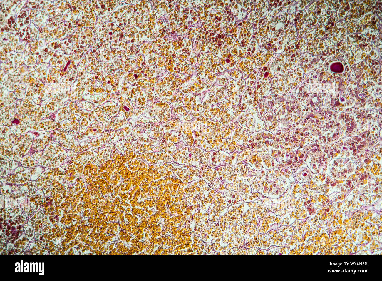 Pituitary tissue section under the microscope 100x Stock Photo - Alamy