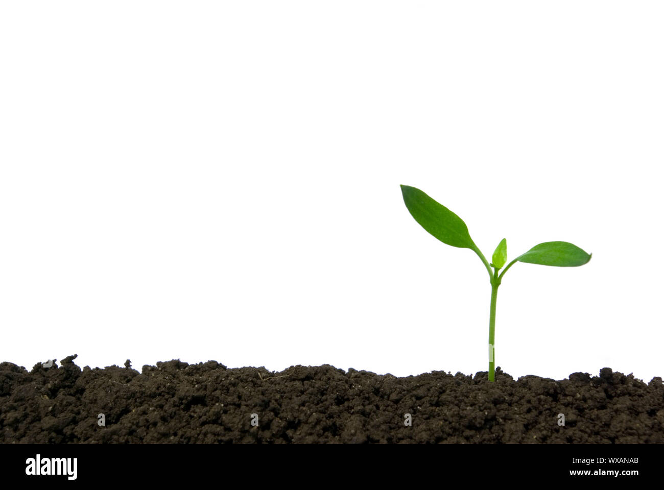 Little green plant on white background Stock Photo - Alamy