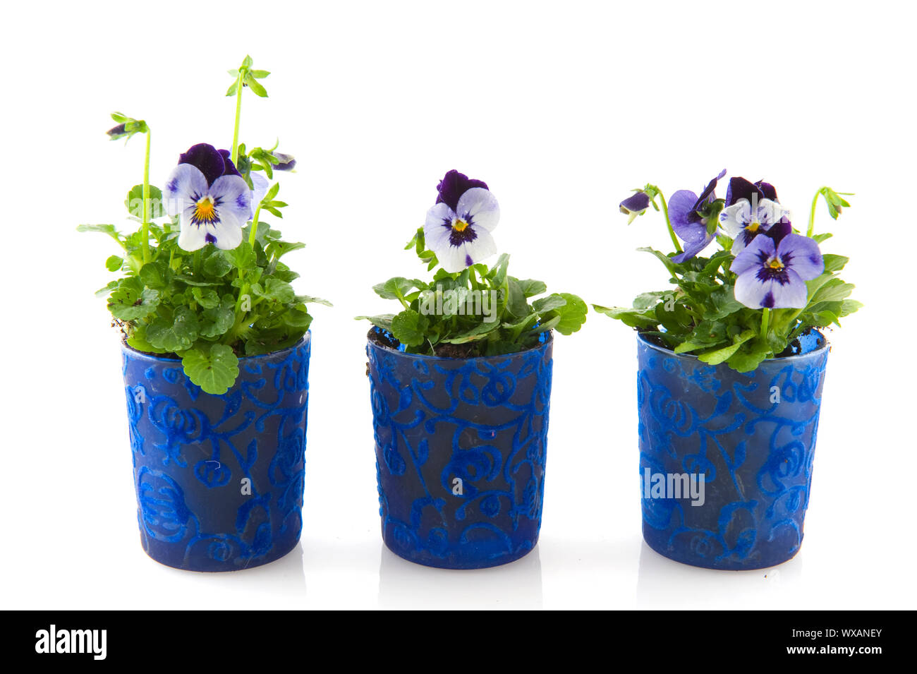 Blue Violets in little pots isolated ovr white Stock Photo - Alamy