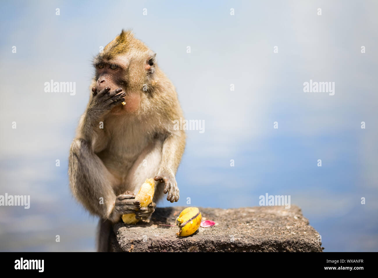 Little monkey eating banana hi-res stock photography and images - Alamy