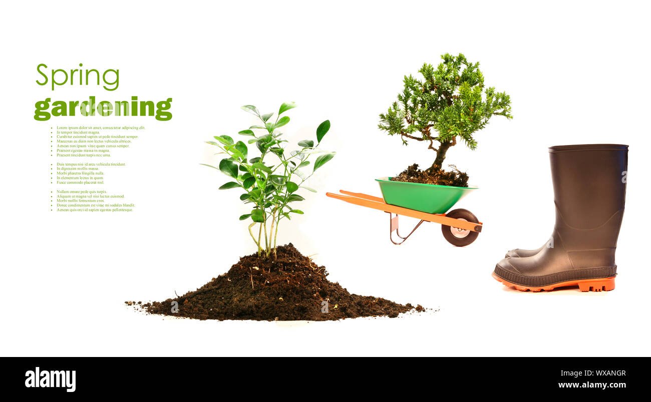 Variety of objects for spring planting on white background Stock Photo ...