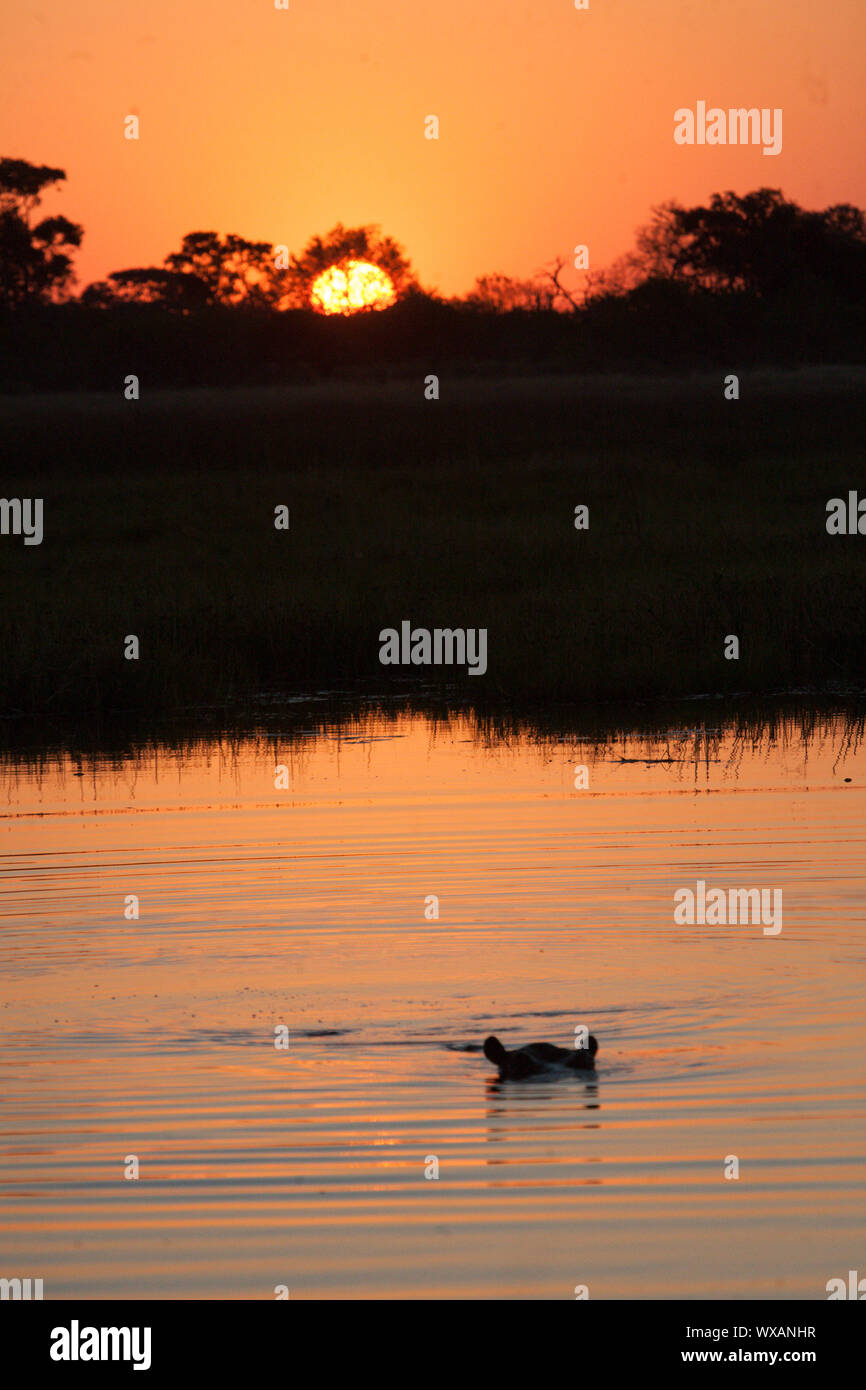 Hyppo in Botswana Stock Photo - Alamy