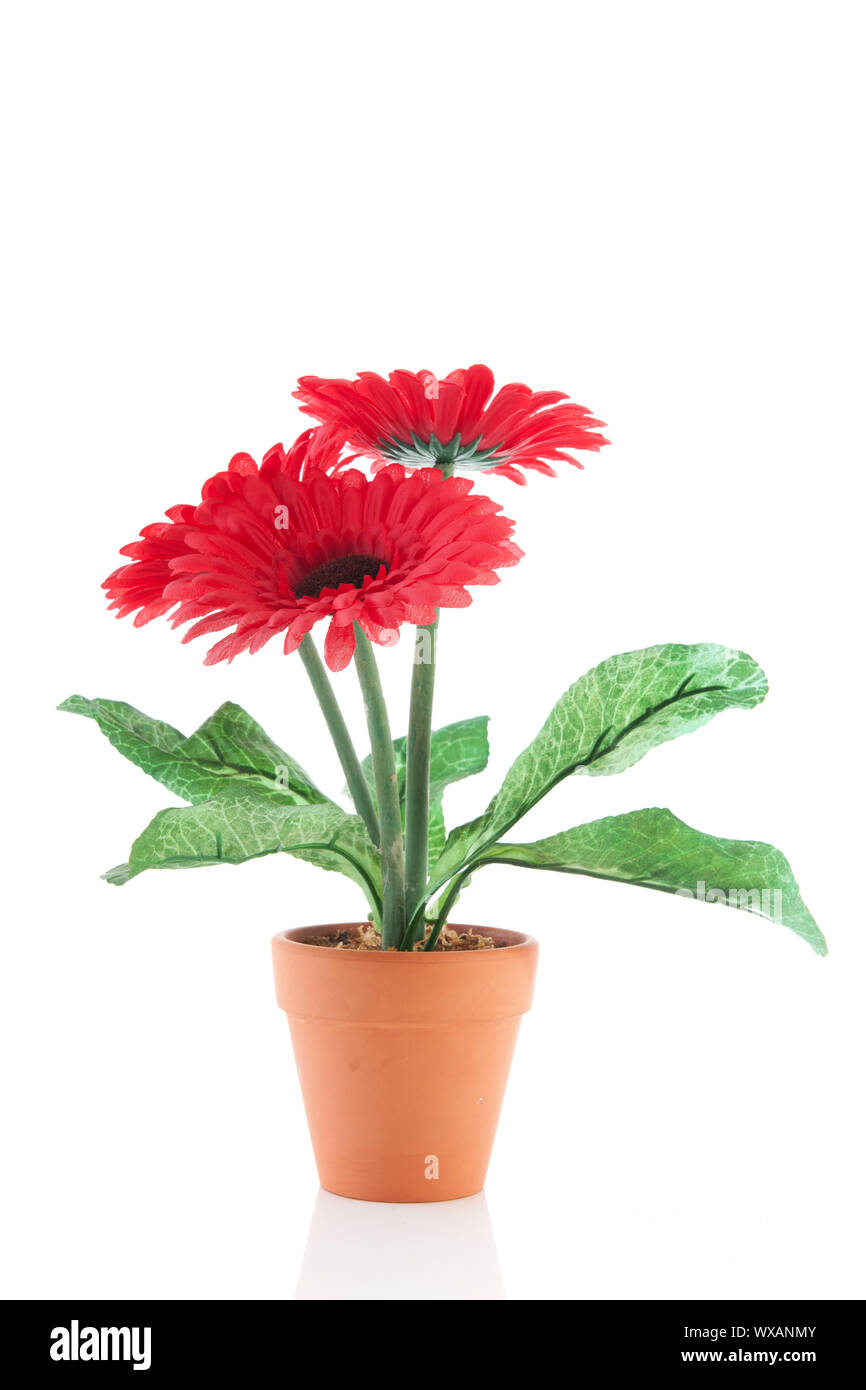 Gerber flower plant in pot isolated over white background Stock Photo ...