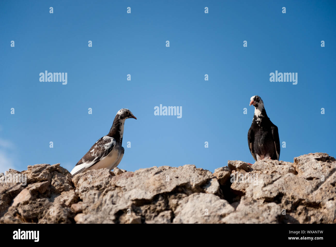 Greek pigeons hi-res stock photography and images - Alamy