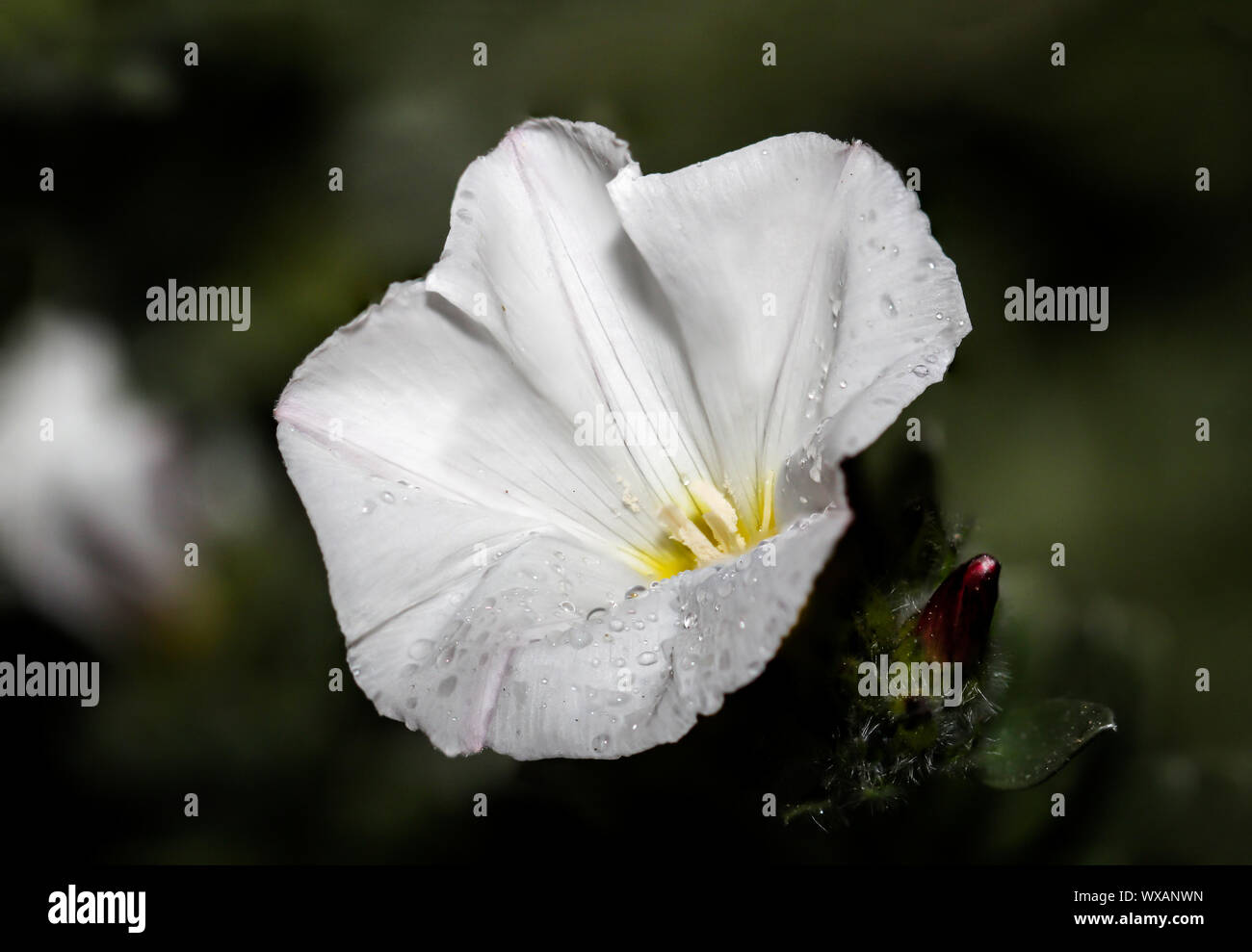 Blossoms marco flower hi-res stock photography and images - Alamy