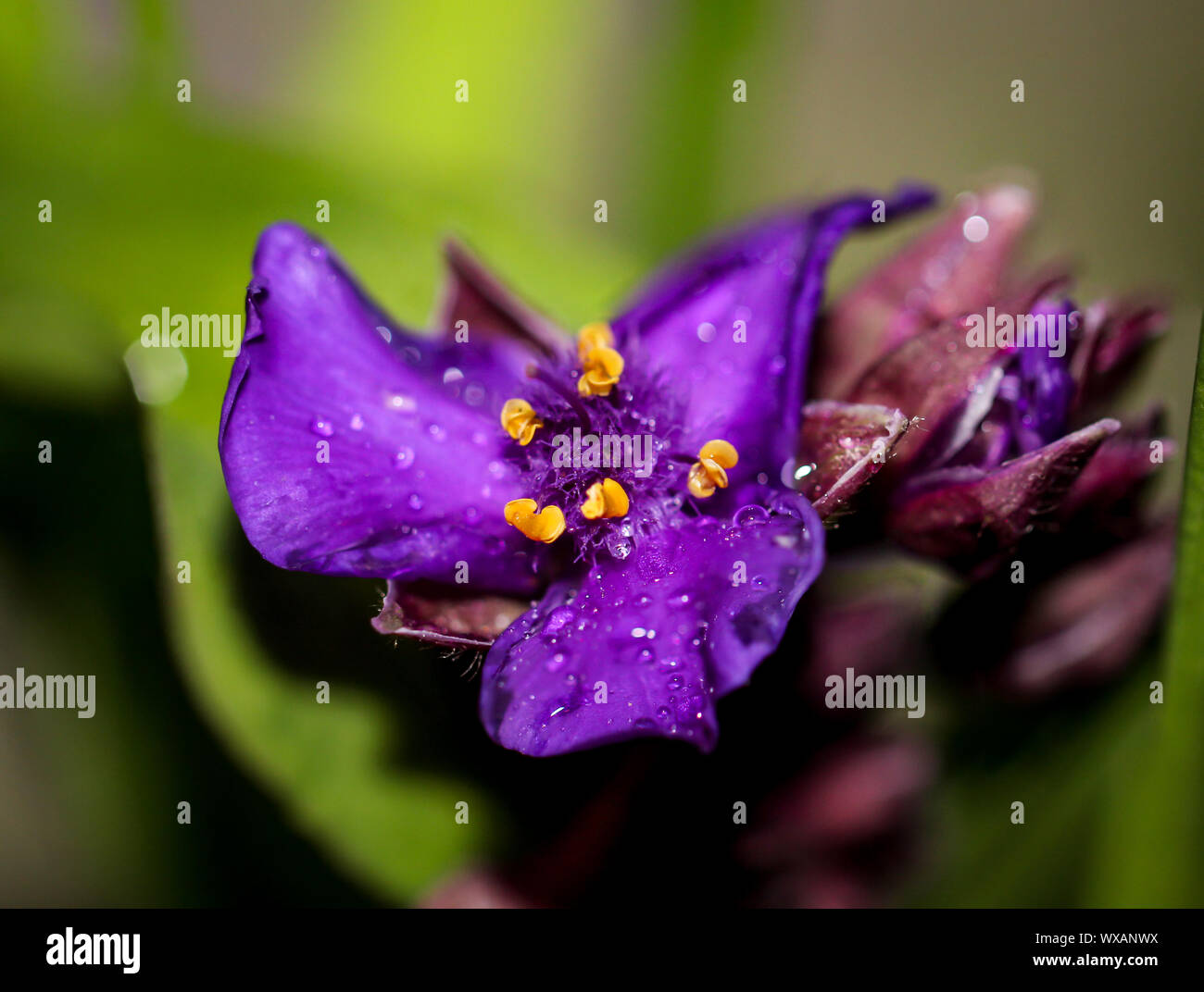 Blossoms marco flower hi-res stock photography and images - Alamy